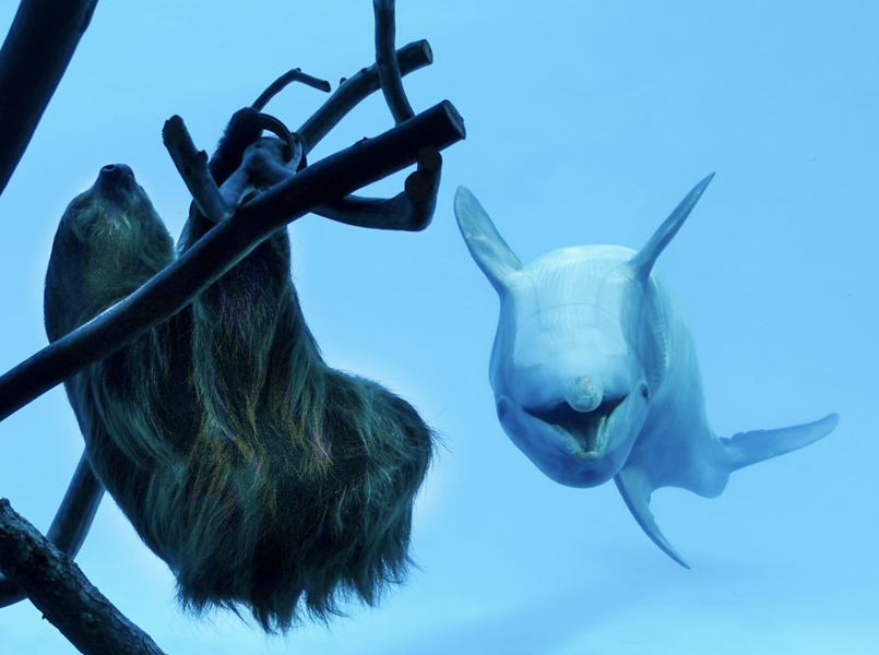 Dolphins See a Sloth for the First Time at Aquarium Under Lockdown ...