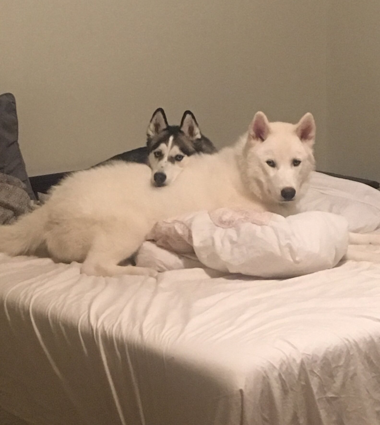Chubby Husky Howls Whenever He Has To Go For A Walk - The Dodo