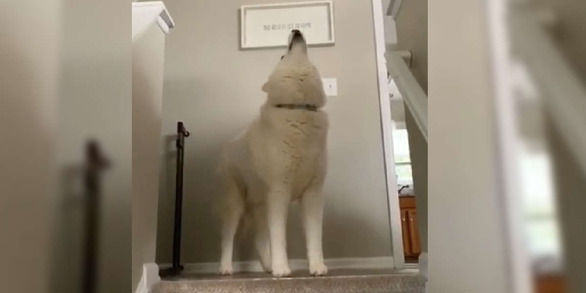 Chubby Husky Howls Whenever He Has To Go For A Walk - The Dodo