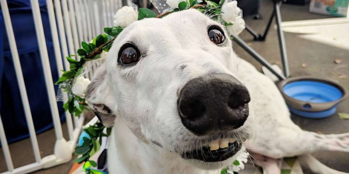 This Is The Happiest Little Greyhound Ever - Videos - The Dodo
