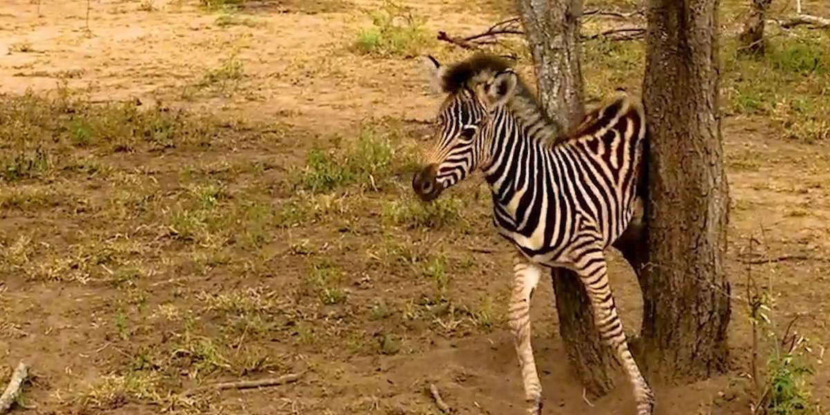 Little Zebra’s Parents Patiently Wait As Rescuers Save Their Baby ...