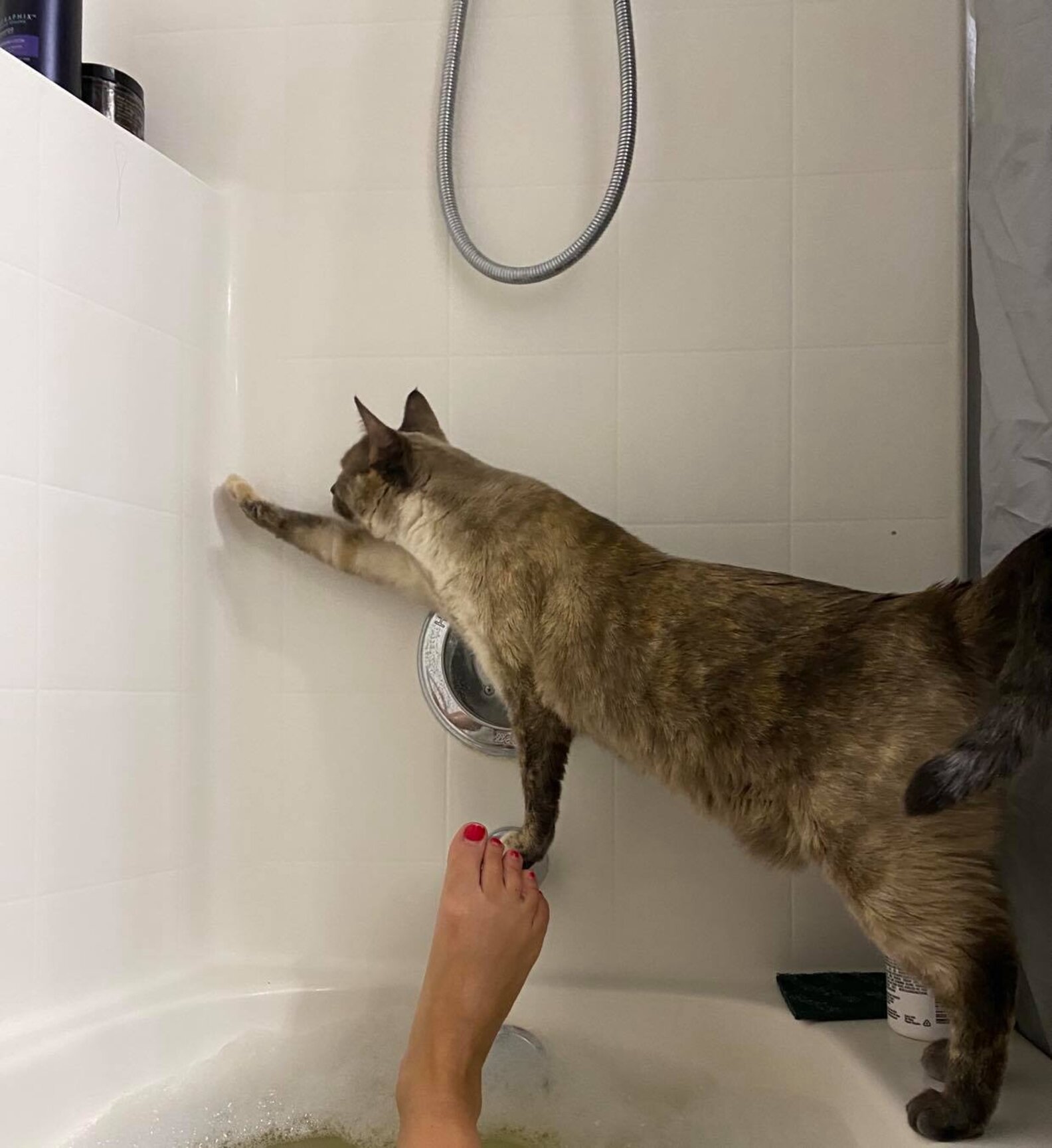 Cat Climbs Microwave And Gets Stuck - The Dodo