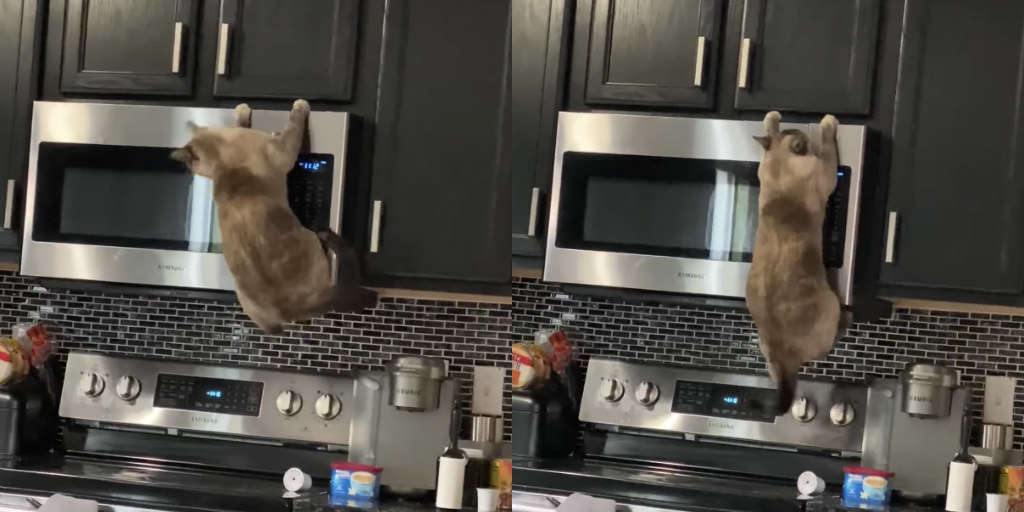Cat Climbs Microwave And Gets Stuck - The Dodo