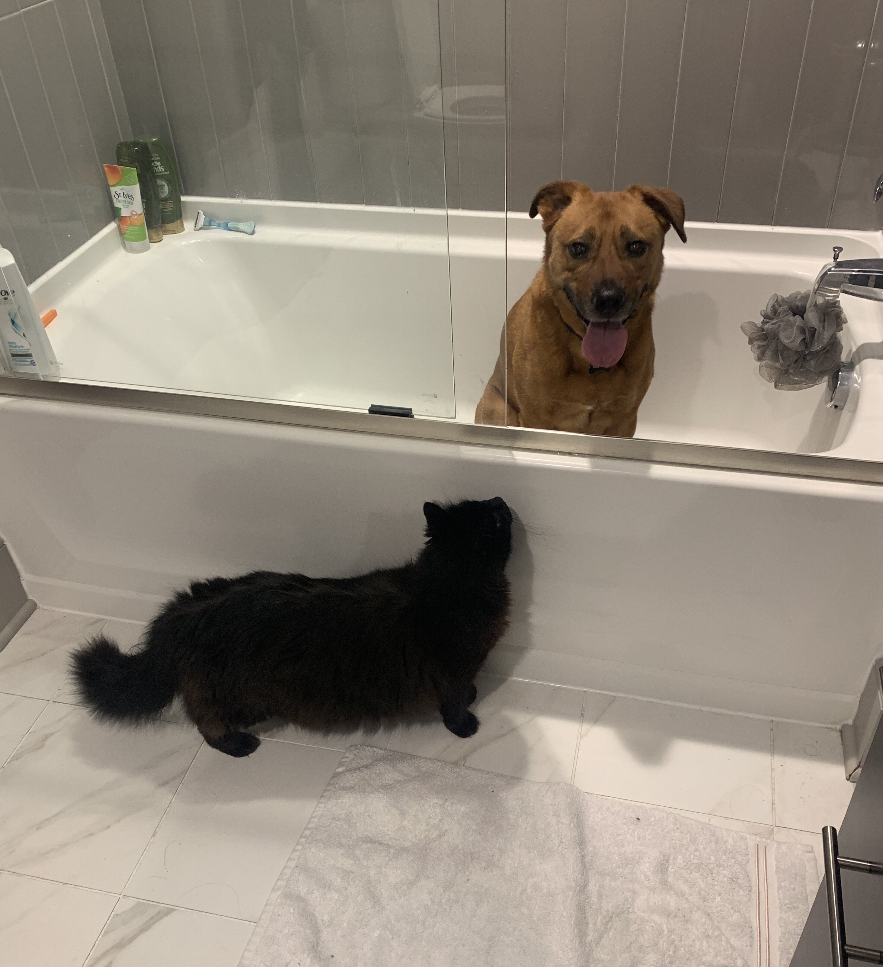Cat Comforts Nervous Dog During Thunderstorm - The Dodo