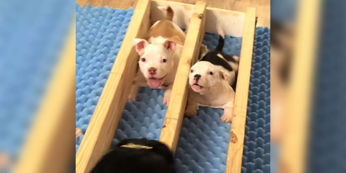 Roly-Poly Pittie Puppy Who Couldn't Walk Finds The Perfect Home ...