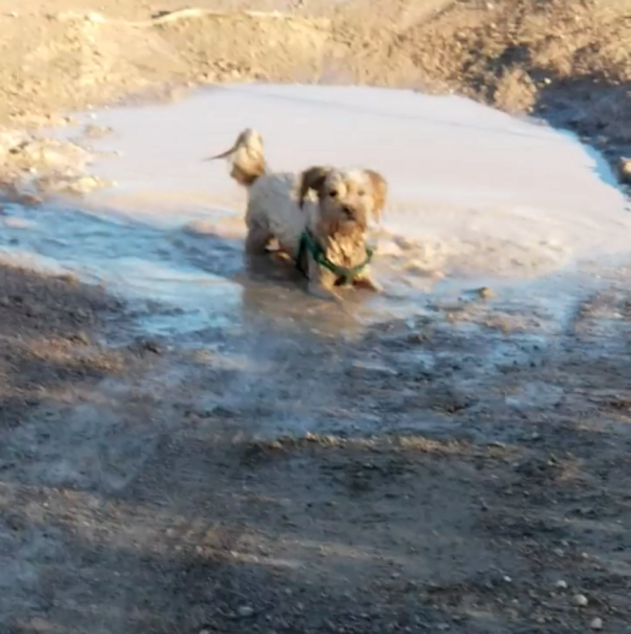 Dog Finds Massive Mud Puddle And Suddenly Loses His Hearing - The Dodo