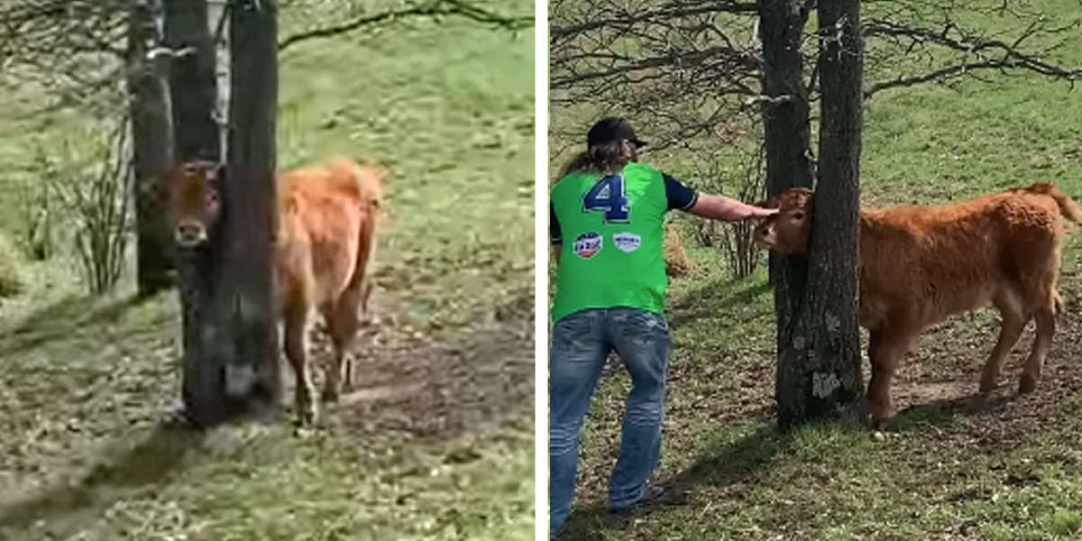 Cow With Head Stuck In Tree Is So Happy Someone Stopped To Save Him ...