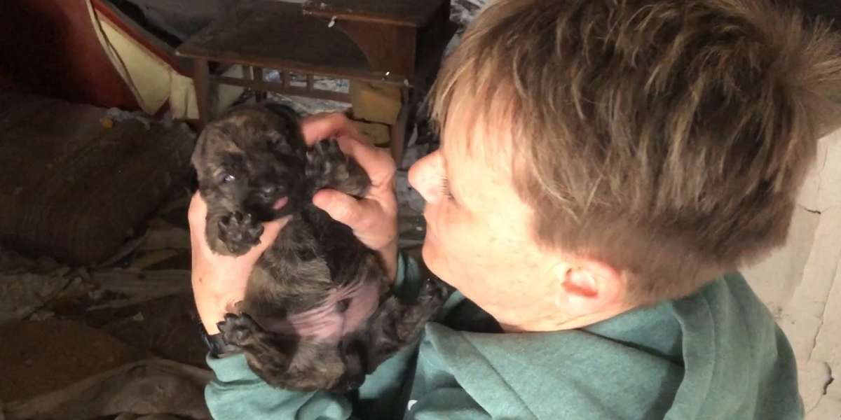 Rescuers Save Entire Family Of Dogs From Abandoned House - Videos - The ...