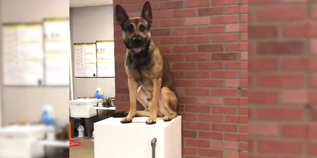 Service Dog Fails Out Of School - Videos - The Dodo