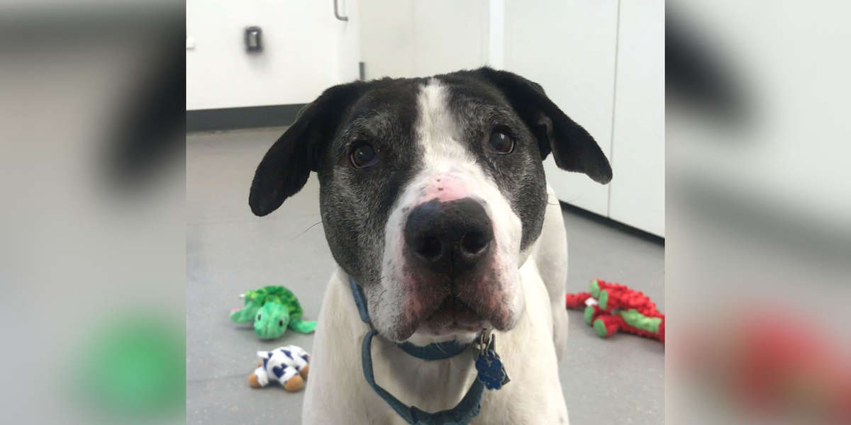 Senior Dog Found Tied To A Pole Has Been Waiting 3 Years In The Shelter ...