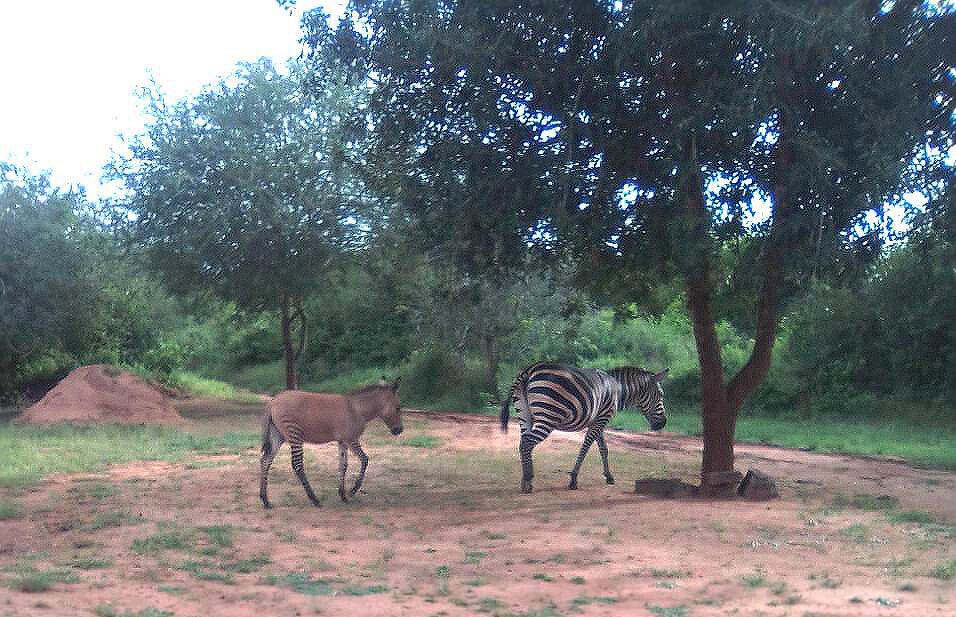 Zebra Has Baby Who Is Half Donkey - The Dodo