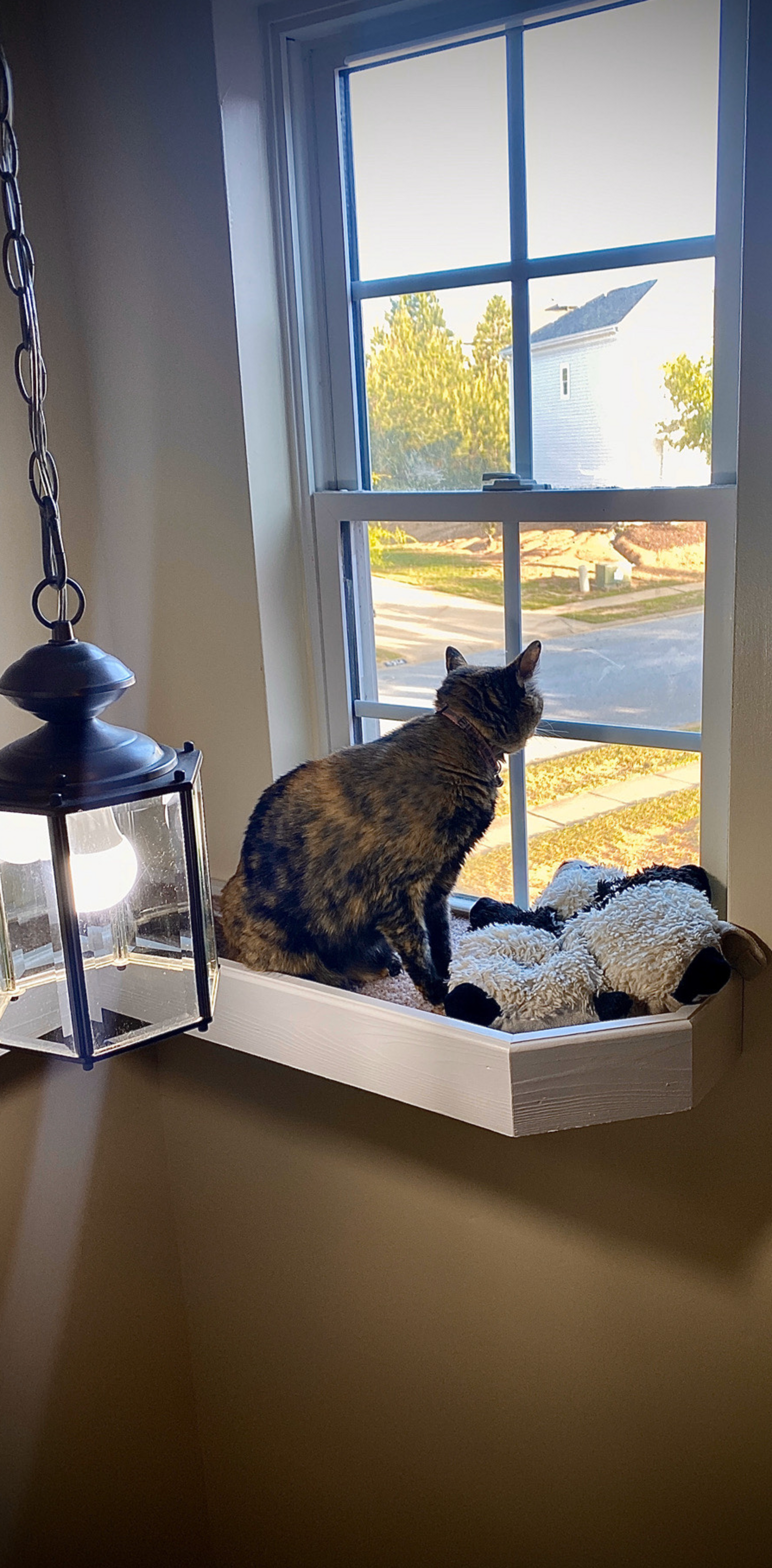 Guy Builds A Bridge To The Window His Cat Always Dreamed Of Reaching ...