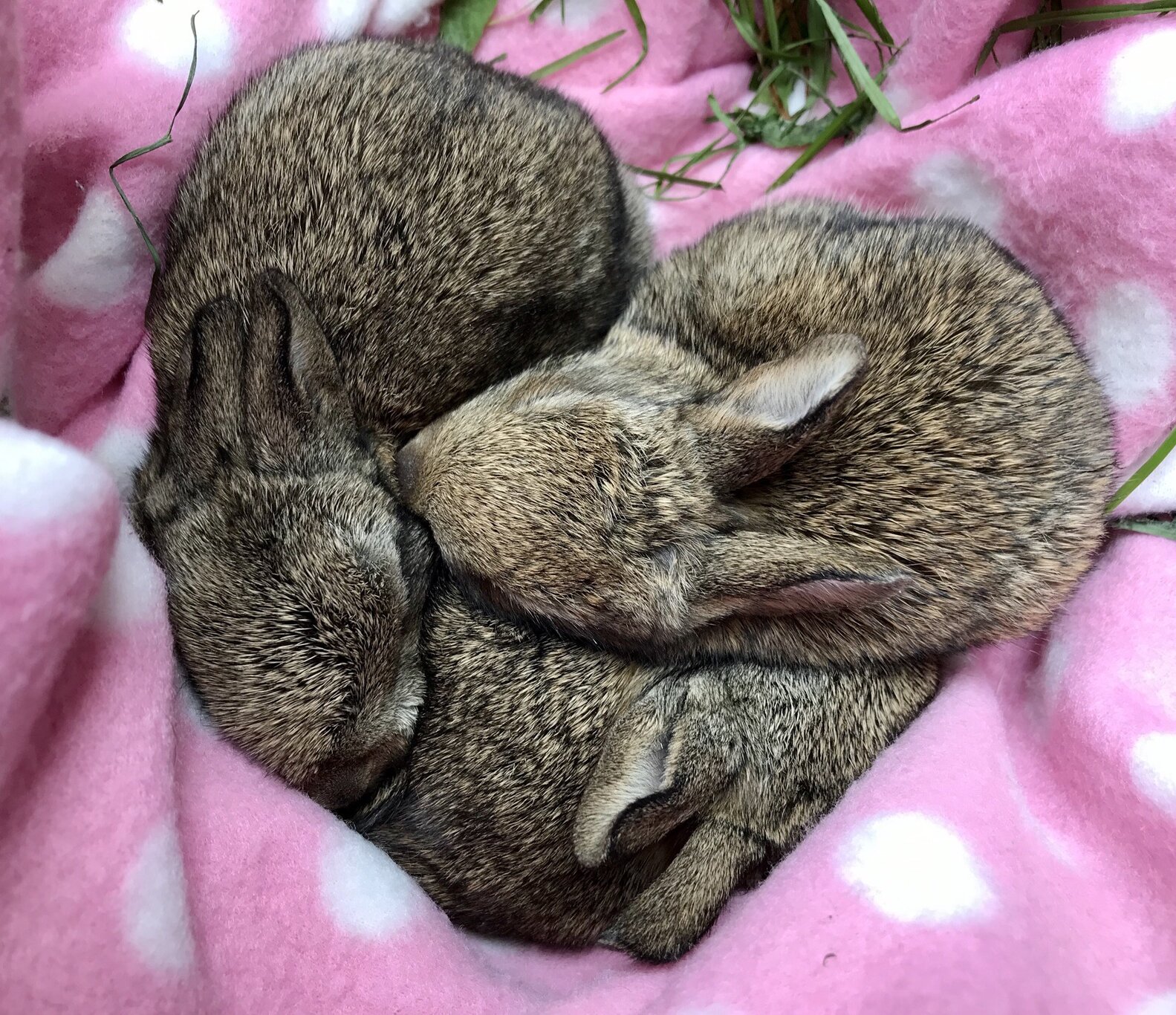 Baby Rabbits Fall Asleep In Shape Of Heart - The Dodo