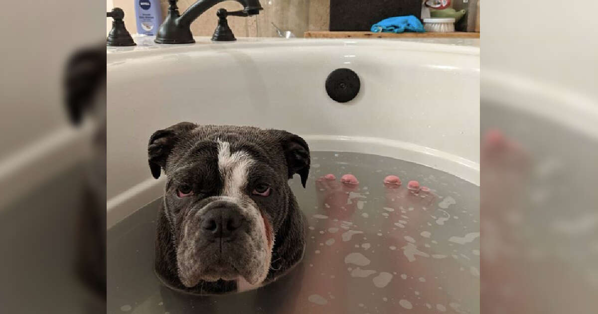 How Often Can Bulldogs Get A Bath