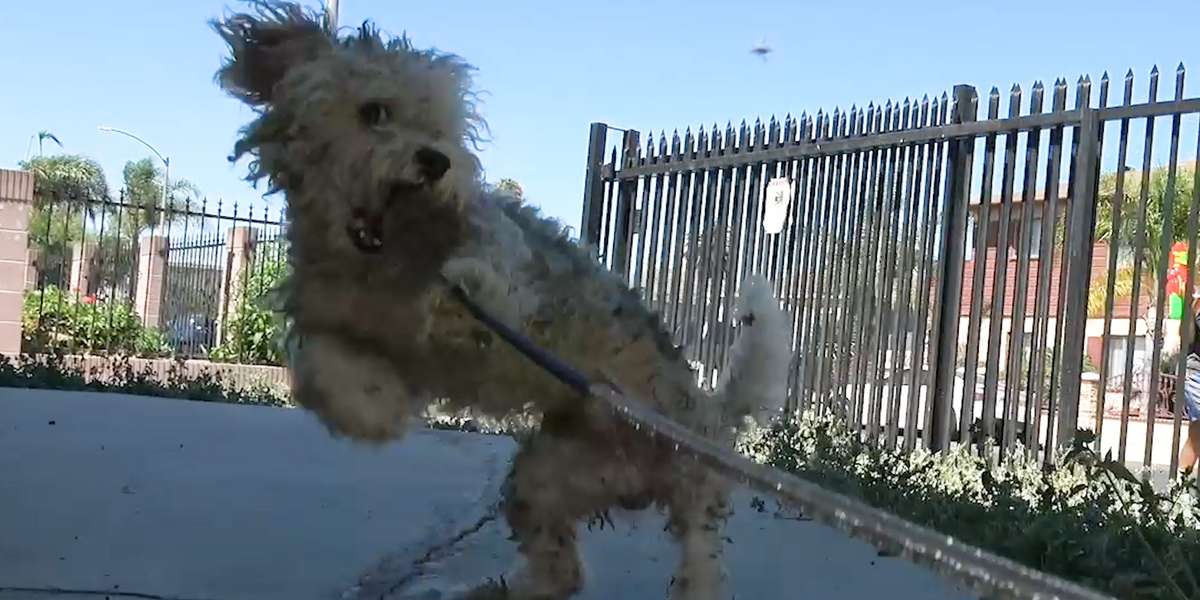 Terrified Stray Dog Is So Scared Of Humans - Videos - The Dodo