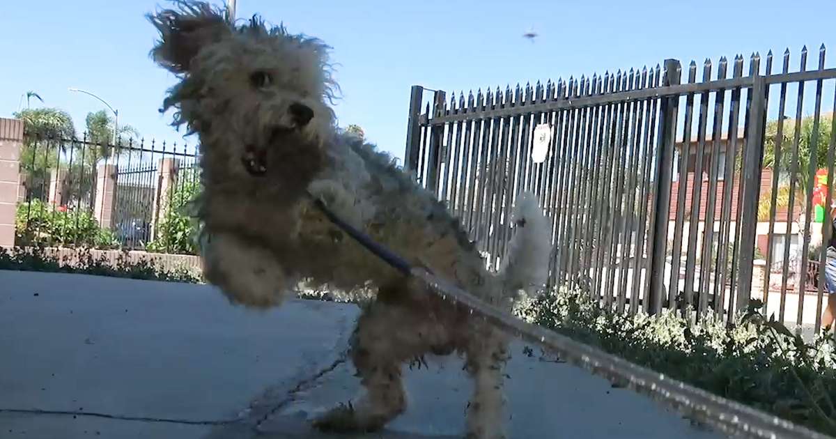 Terrified Stray Dog Is So Scared Of Humans - Videos - The Dodo