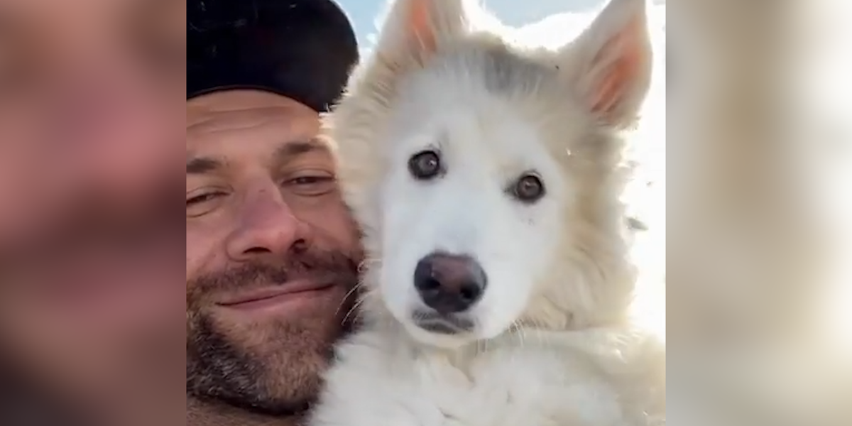 Guy With 10 Dogs Decides To Foster One More - Videos - The Dodo