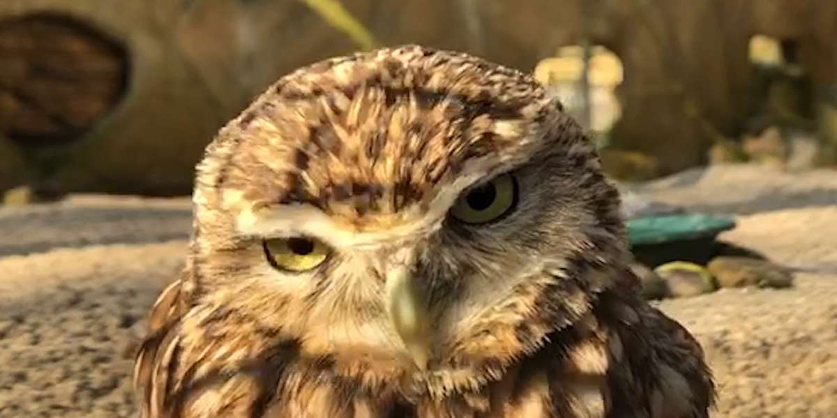Man Films Owls To See What They Do When He’s Not Around - Videos - The Dodo