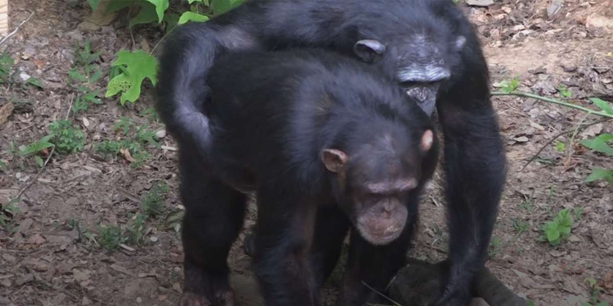 10 Chimps Touch Grass For The First Time - Videos - The Dodo