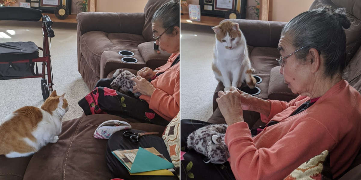 Cat Is So Happy When Grandma Mends His Favorite Stuffed Toy - The Dodo