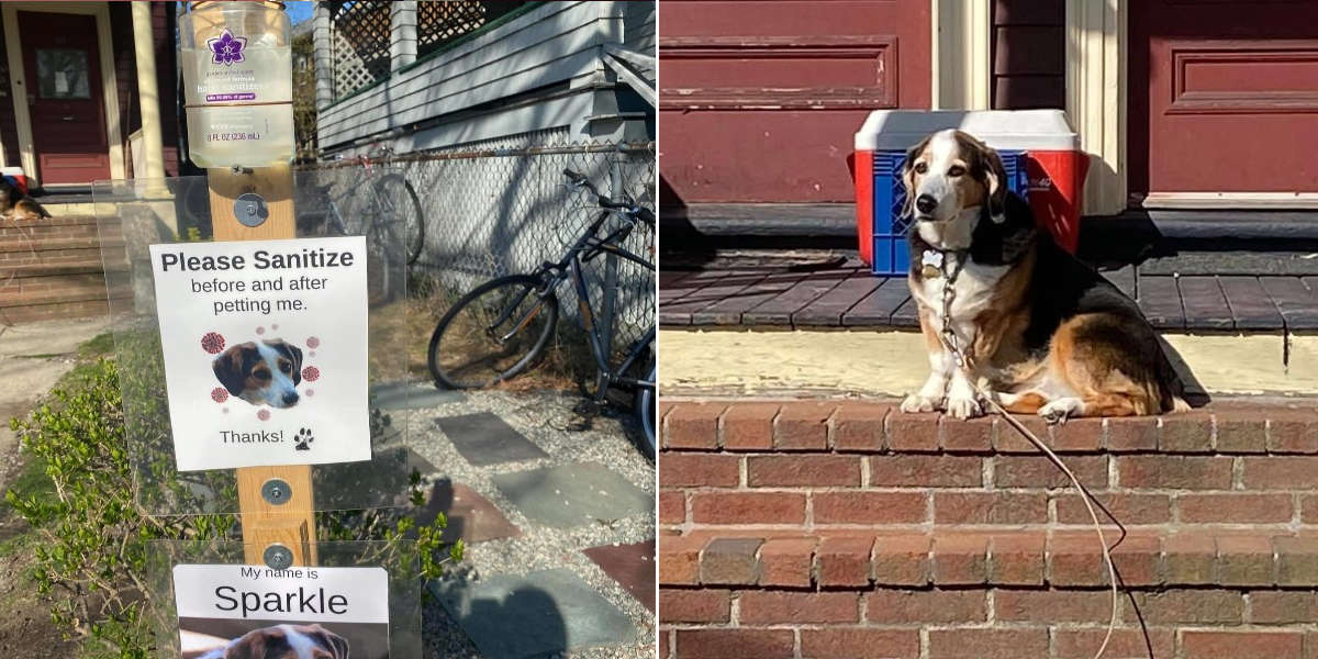 Dog Gets A Sanitizing Station So She Can Still Get Pets From Neighbors ...