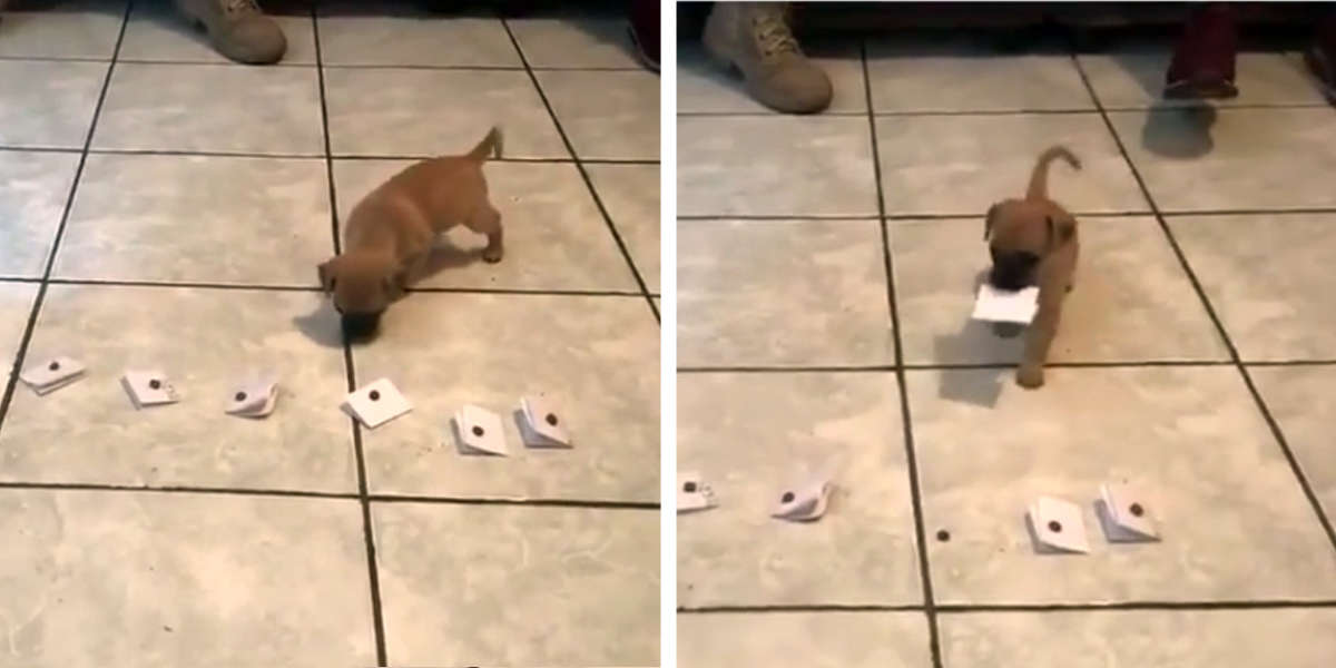 Family Finds A Clever Way To Let New Puppy Pick His Own Name - The Dodo