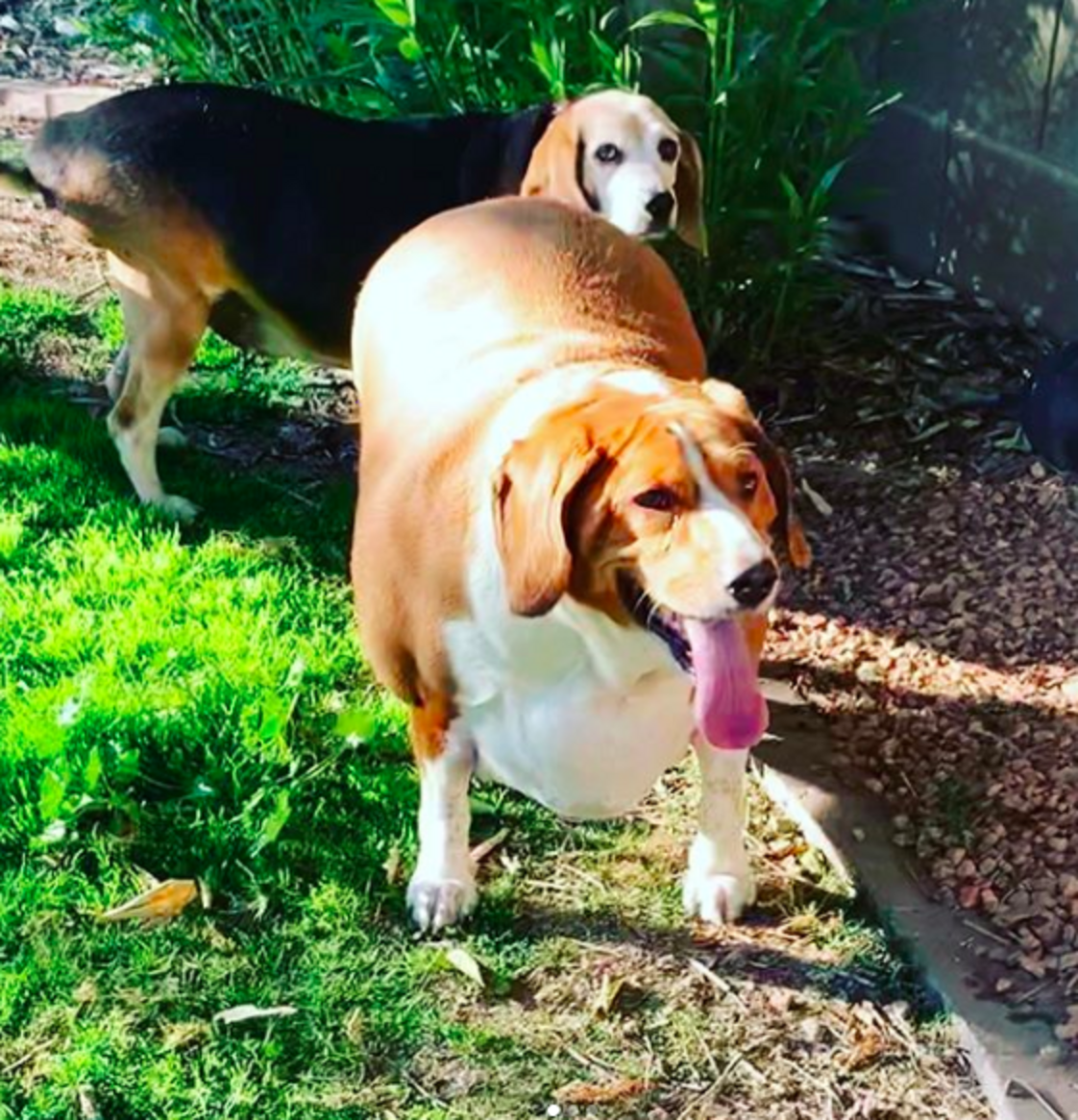 Family Helps 100-Pound Beagle On His Weight Loss Journey - The Dodo
