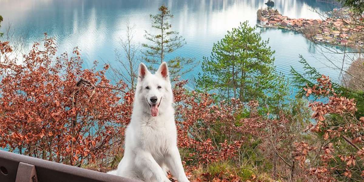 Dog Lives In The Prettiest Place In The World - Videos - The Dodo