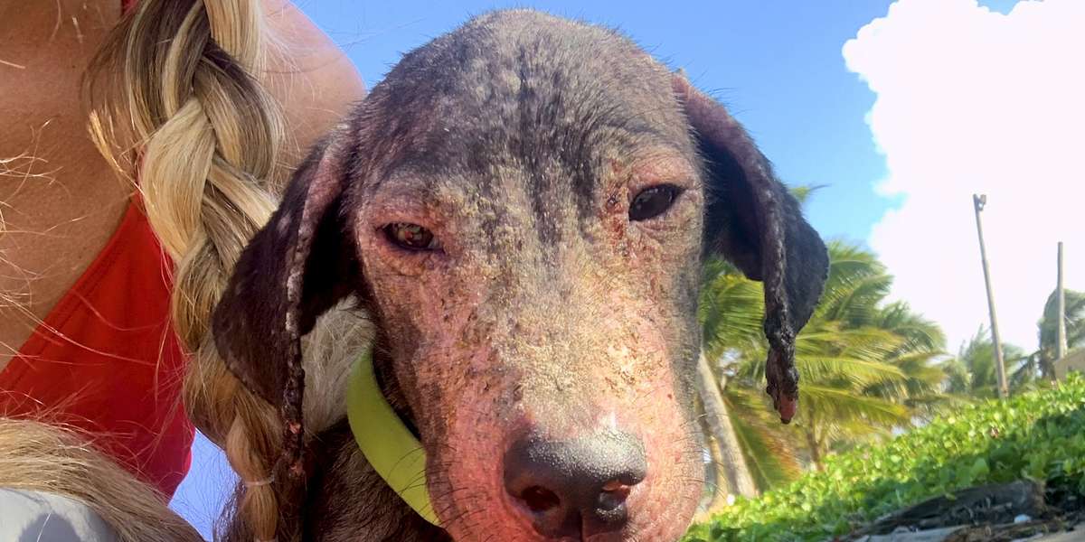 Hairless Puppy Found On Beach Is Gorgeous Now - Videos - The Dodo
