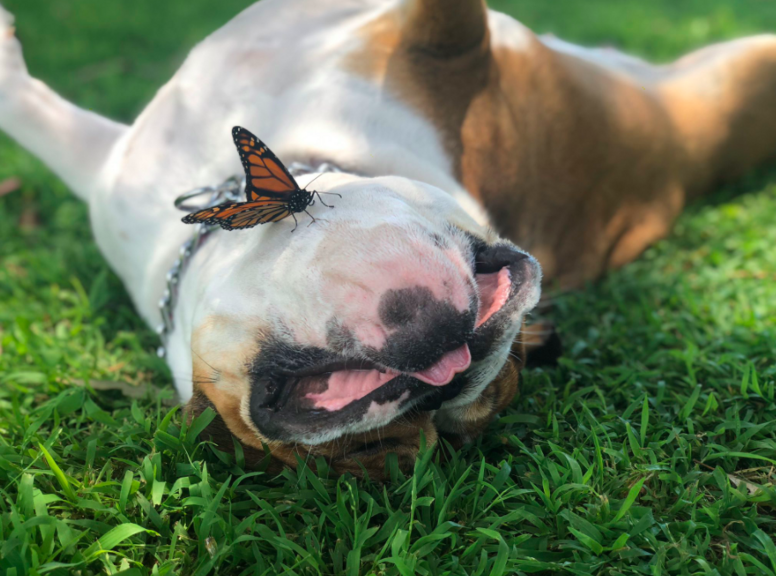 Sweet Bulldog Meets A Monarch Butterfly And It's Magic - The Dodo