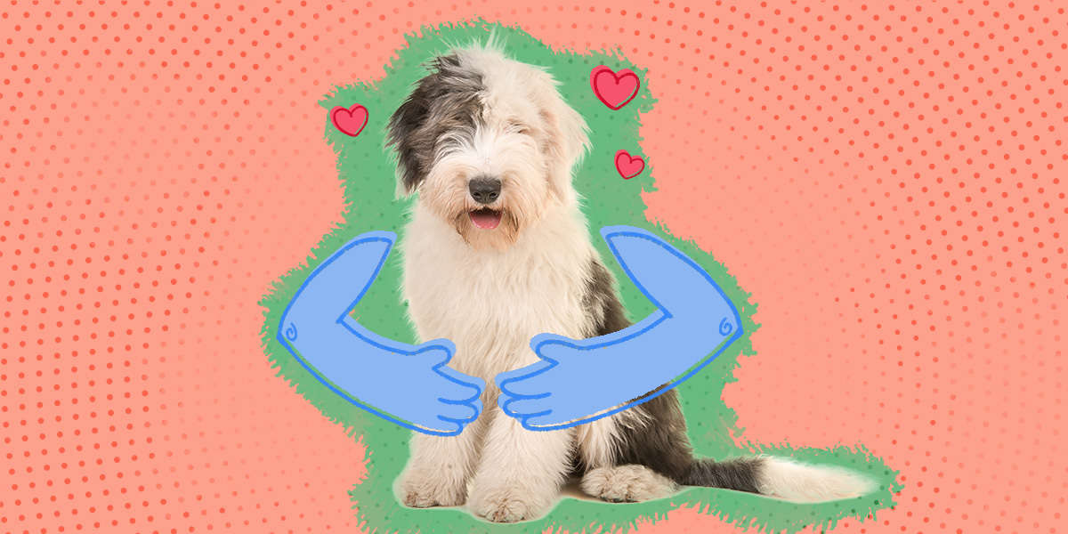 Here's How To Help Your Scared Rescue Dog Warm Up - DodoWell - The Dodo