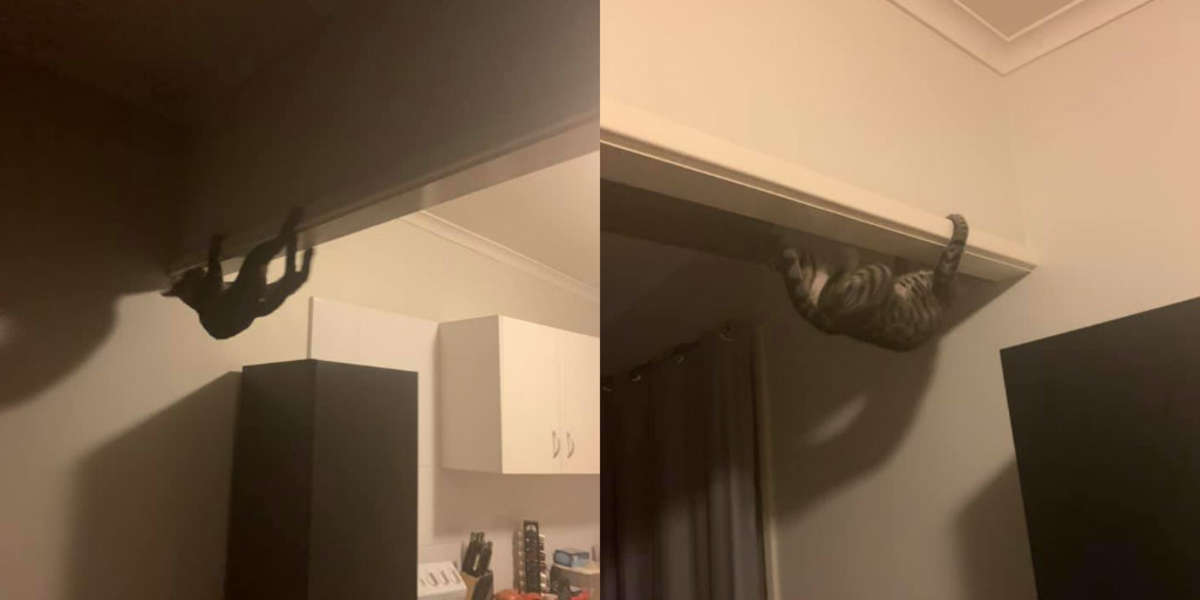 Cat Loves Climbing On Ceiling - The Dodo