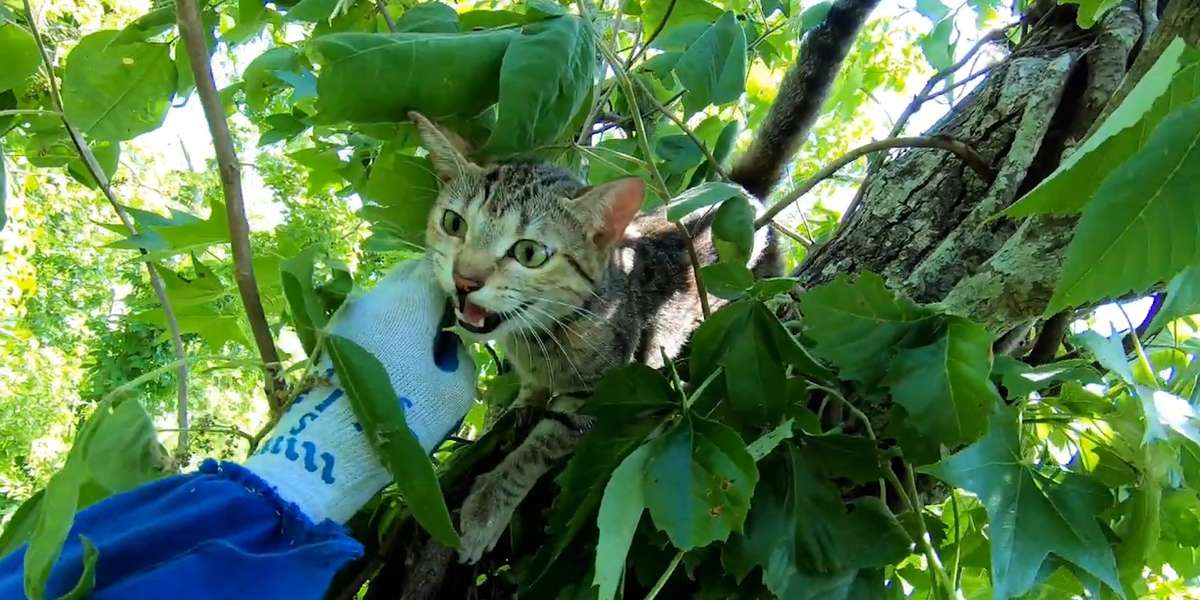 Cat Has The Sweetest Reaction To Being Rescued From A Tree - Videos ...