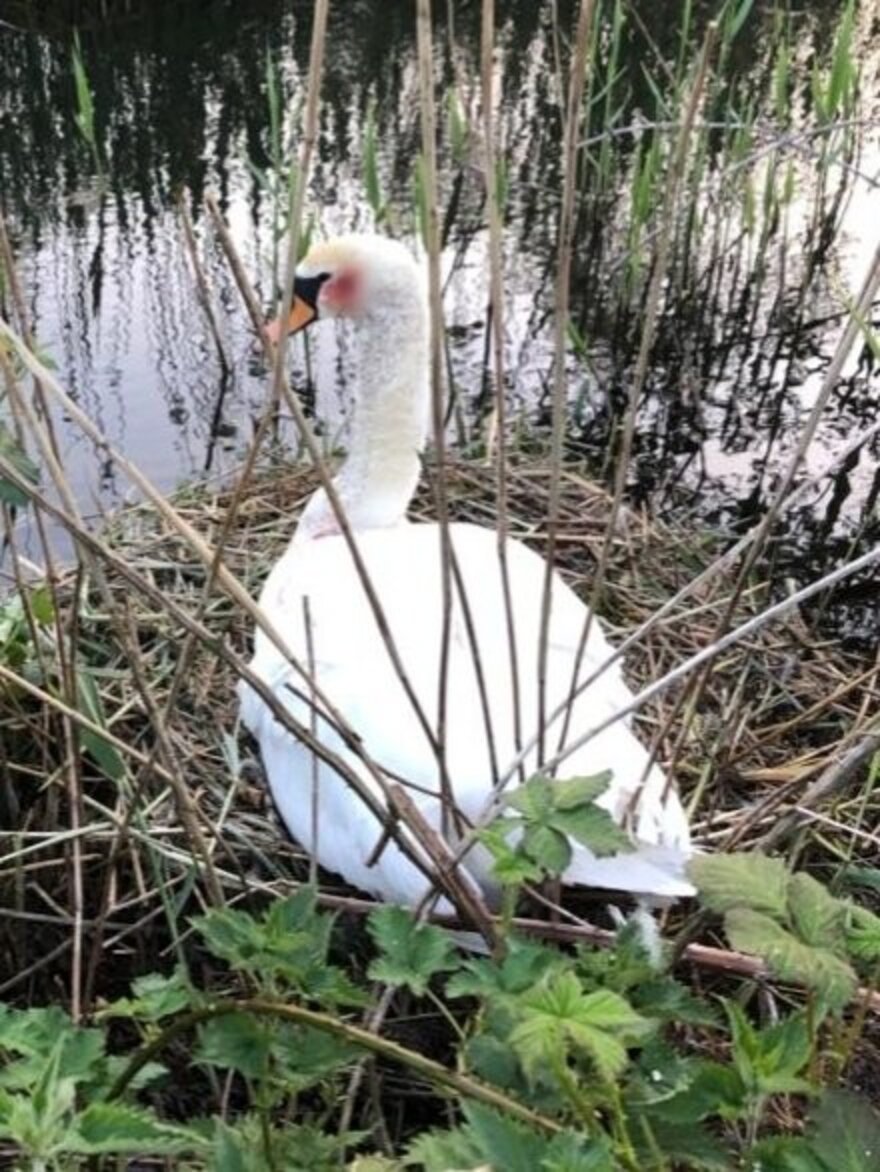 Injured Swan Has The Most Touching Reunion With Her Lifelong Mate - The ...