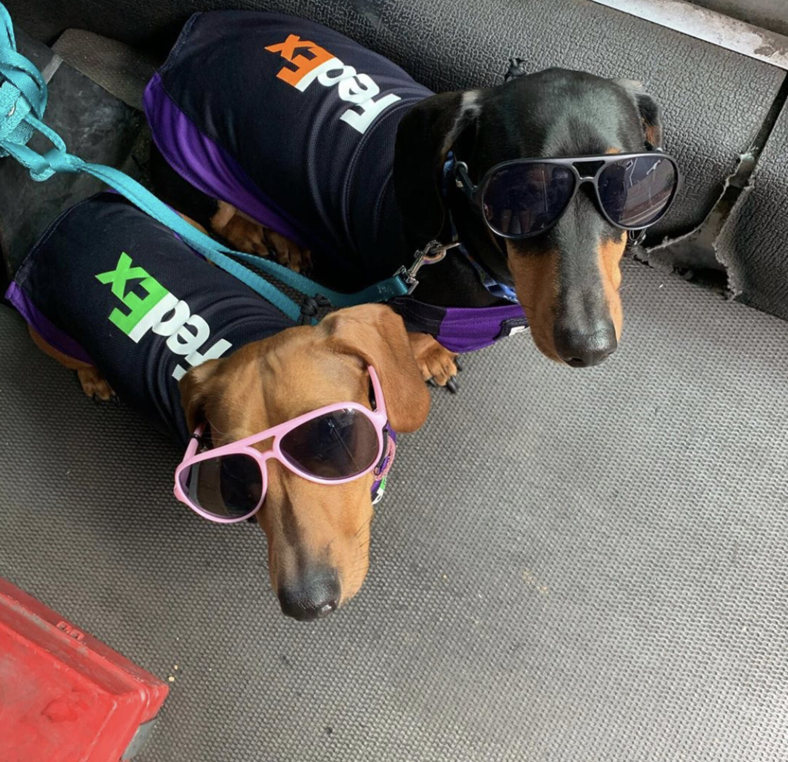 Dogs Go With Dad On His FedEx Deliveries - The Dodo