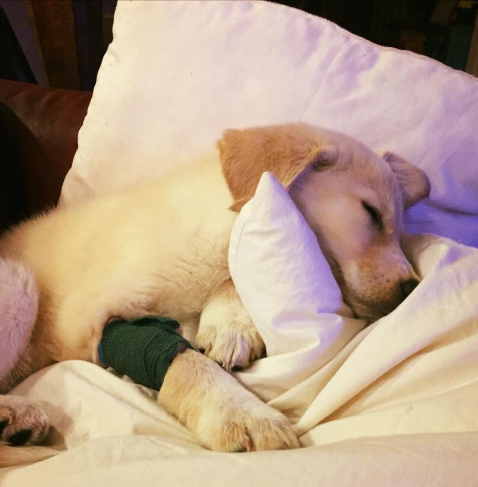 105-Pound Yellow Lab Mix Takes The Best Care Of Tiny Foster Kittens ...