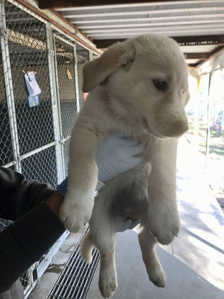 105-Pound Yellow Lab Mix Takes The Best Care Of Tiny Foster Kittens ...