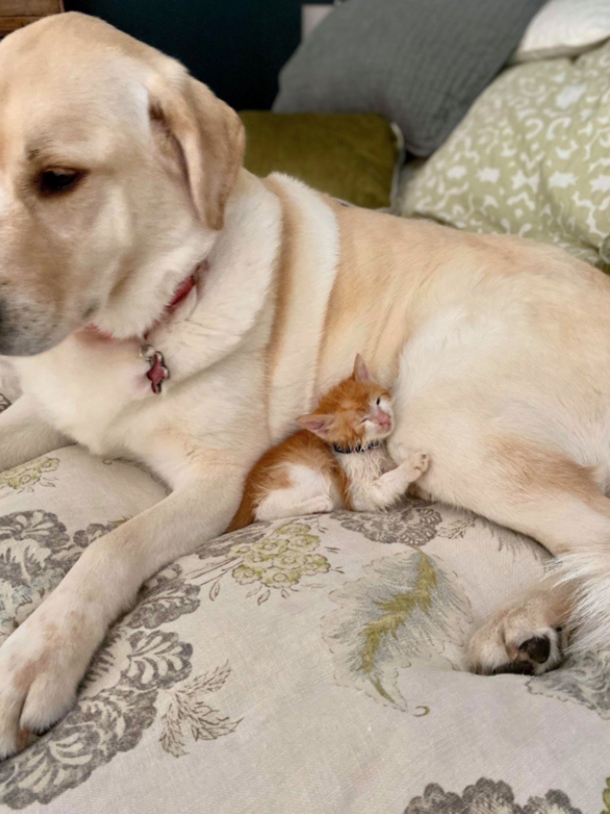 105-Pound Yellow Lab Mix Takes The Best Care Of Tiny Foster Kittens ...
