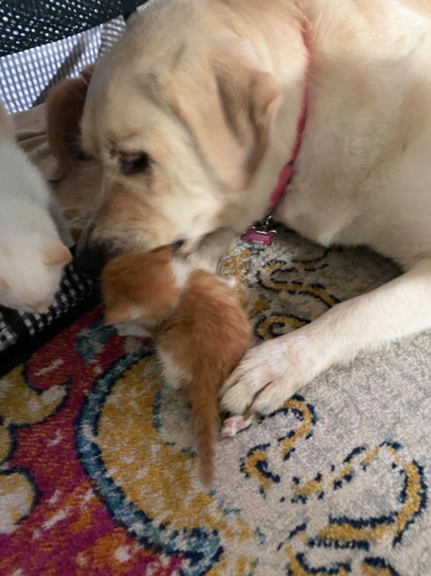105-Pound Yellow Lab Mix Takes The Best Care Of Tiny Foster Kittens ...