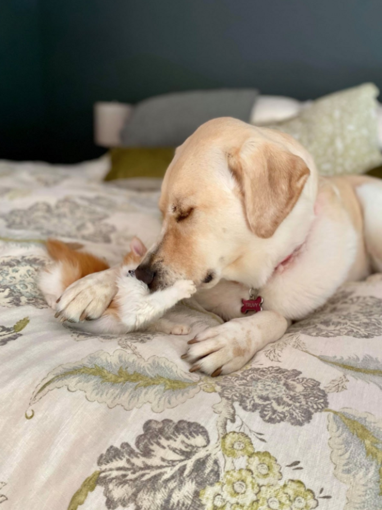 105-Pound Yellow Lab Mix Takes The Best Care Of Tiny Foster Kittens ...