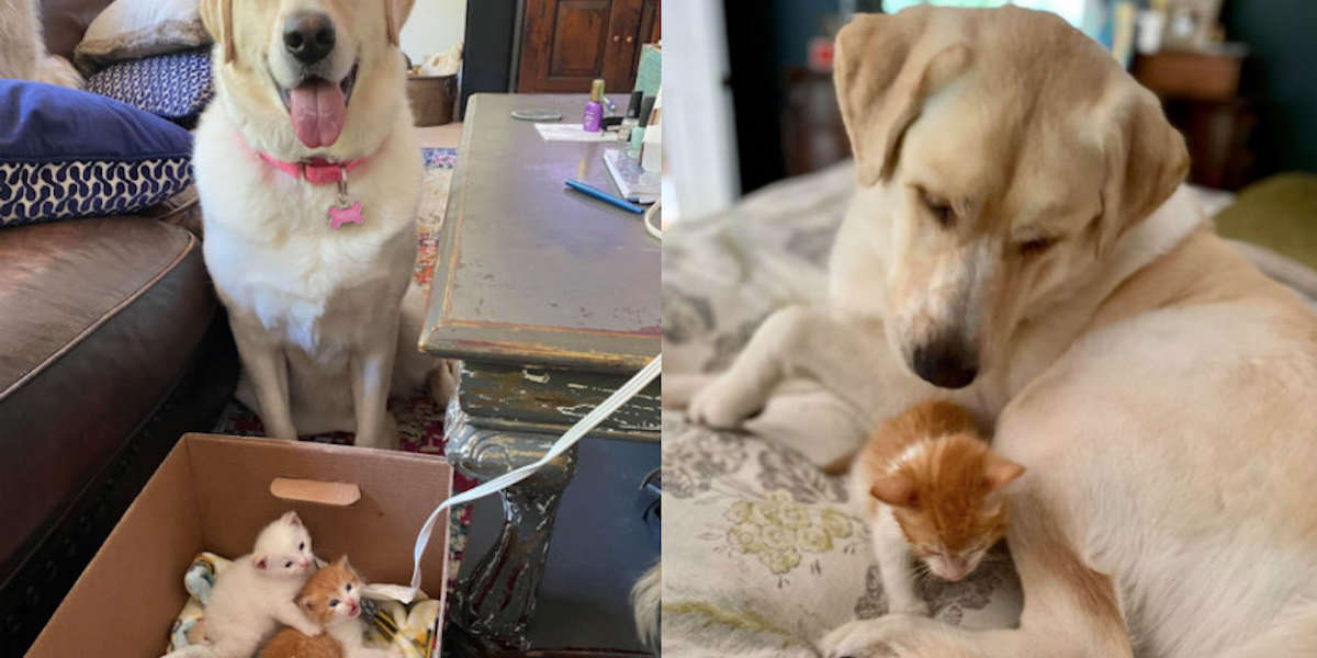 105-Pound Yellow Lab Mix Takes The Best Care Of Tiny Foster Kittens ...