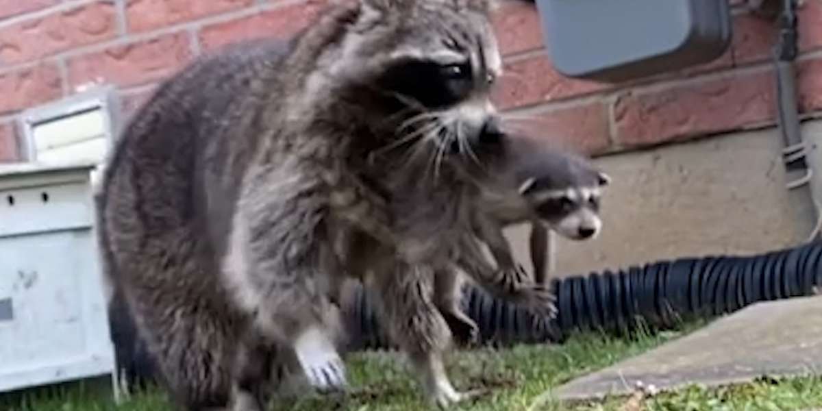 Mama Raccoon Is So Grateful To See Her Babies Again - Videos - The Dodo