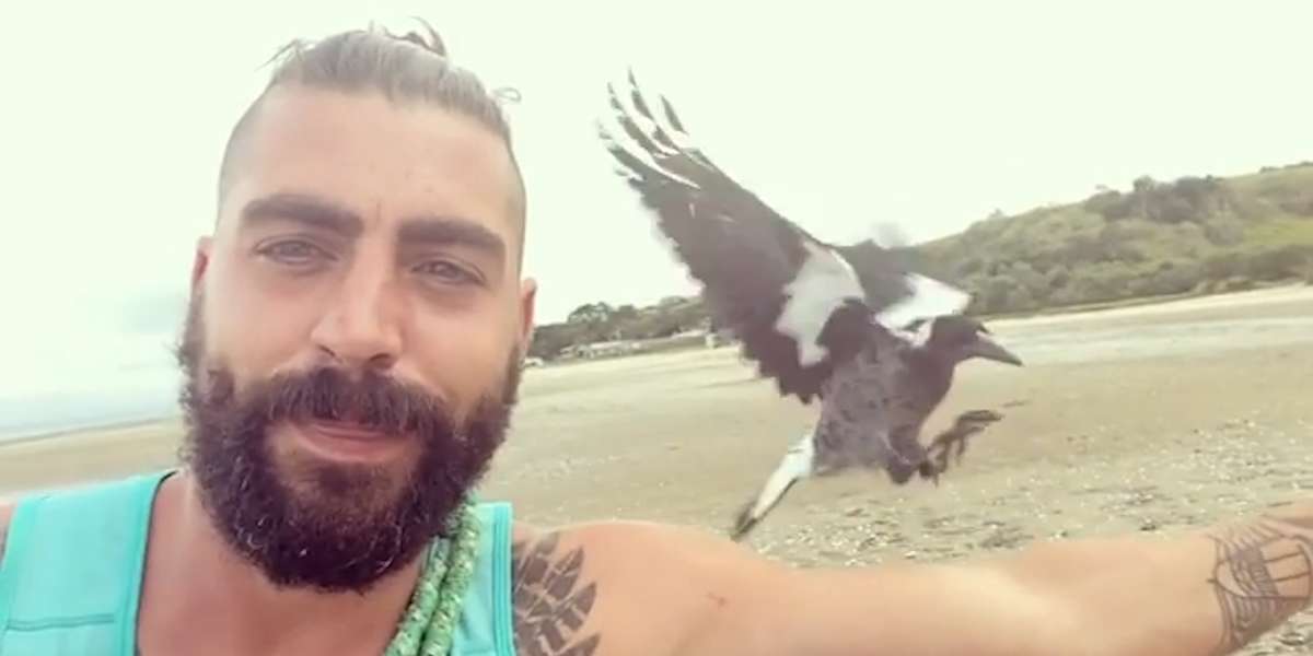 Baby Magpie Has The Sweetest Friendship With The Guy Who Rescued Him ...
