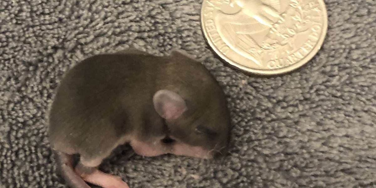 Woman Finds Tiniest Pink Mouse In A Parking Lot - Videos - The Dodo