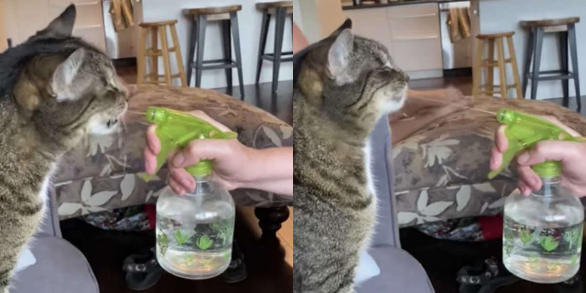 Cat Falls In Love With Spray Bottle - The Dodo