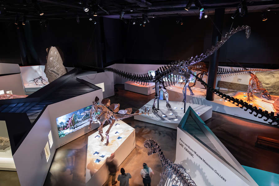 Houston Virtual Tours: How to Stream Exhibits at Museums, Zoos & More ...