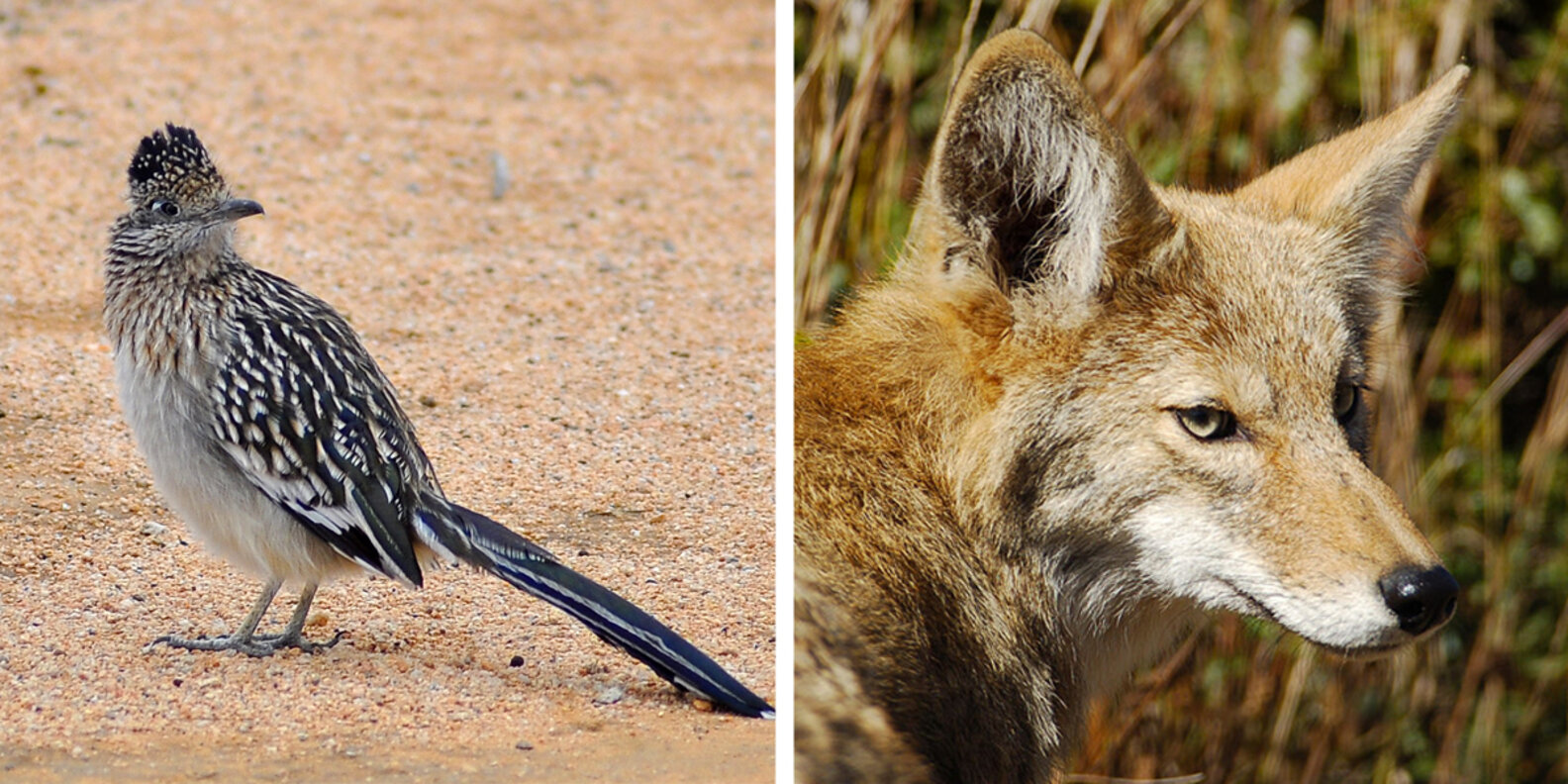Guy Spots A Roadrunner Outsmarting A Coyote In Real Life - The Dodo