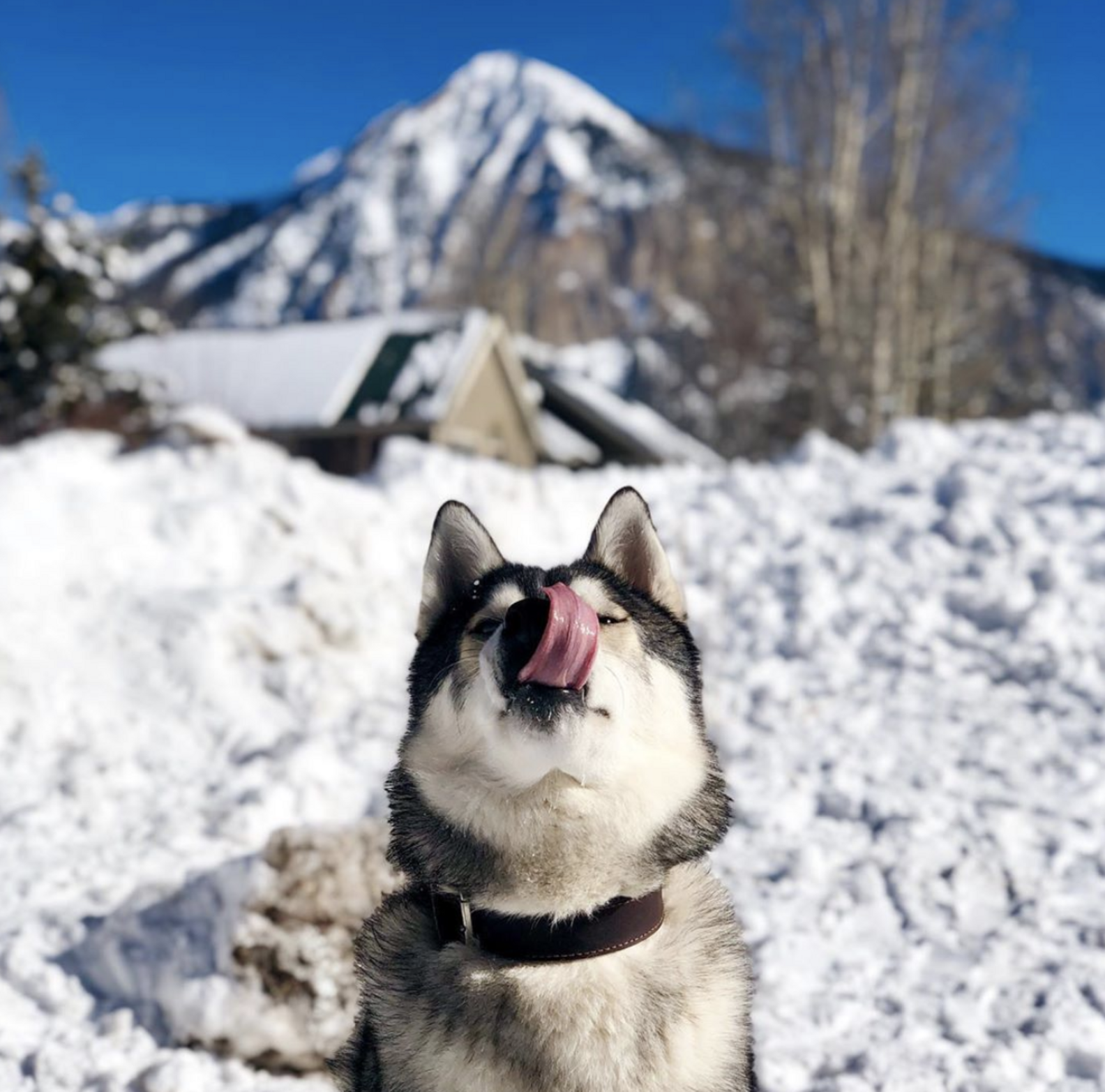 Husky Sings Sweet Song With His Dad - The Dodo
