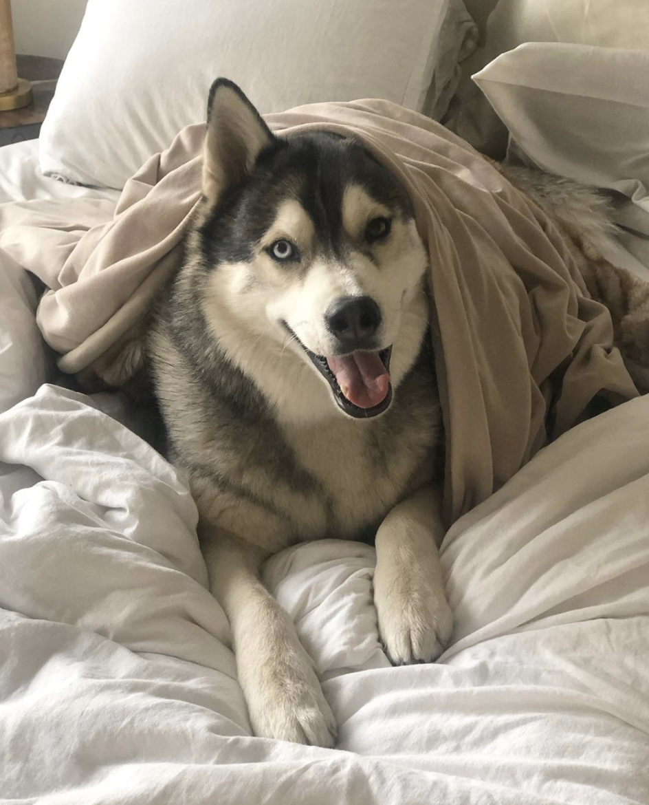 Husky Sings Sweet Song With His Dad - The Dodo