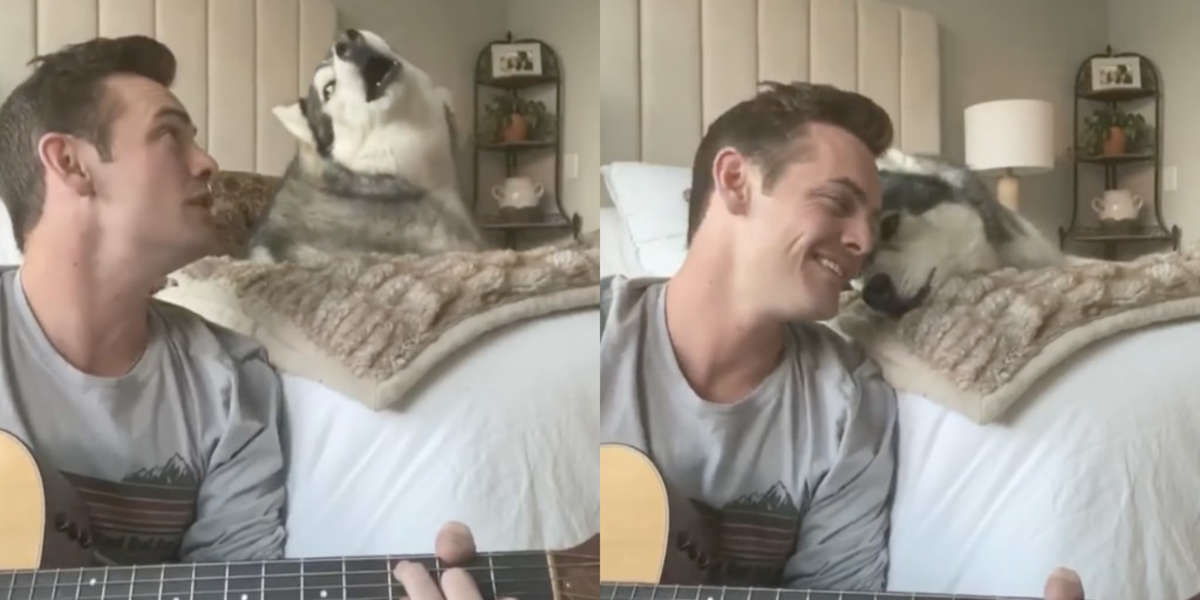 Husky Sings Sweet Song With His Dad - The Dodo